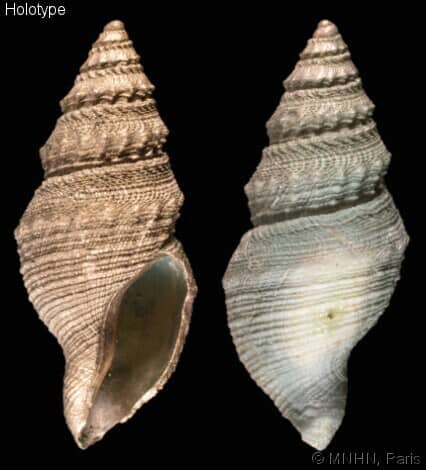 RAPHITOMIDAE - Gastropods by Eddie Hardy