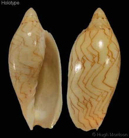 volutidae - Gastropods by Eddie Hardy