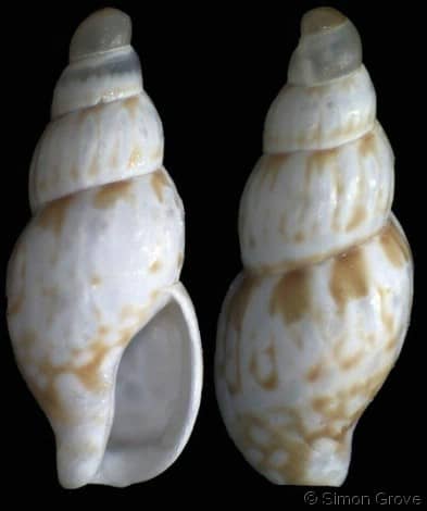 COLUMBELLIDAE - Gastropods by Eddie Hardy