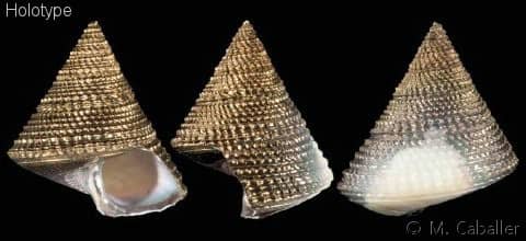 CALLIOSTOMATIDAE CALLIOSTOMATINAE - Gastropods by Eddie Hardy