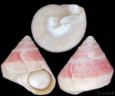 Bolma (Bolma) recens - Gastropods by Eddie Hardy
