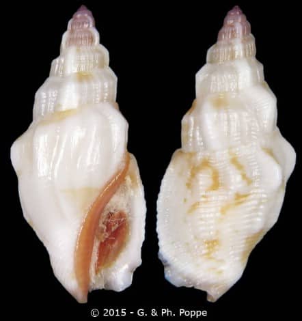 strombidae - Gastropods by Eddie Hardy