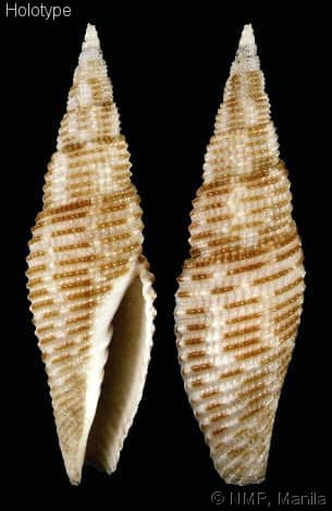 MITRIDAE IMBRICARIINAE - Gastropods by Eddie Hardy