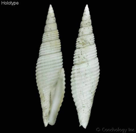 MITRIDAE IMBRICARIINAE - Gastropods by Eddie Hardy