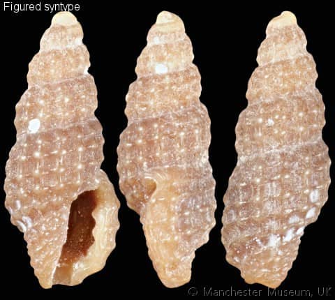 RAPHITOMIDAE - Gastropods by Eddie Hardy