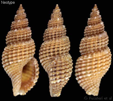 RAPHITOMIDAE - Gastropods by Eddie Hardy