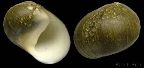 NERITIDAE NERITININAE - Gastropods by Eddie Hardy