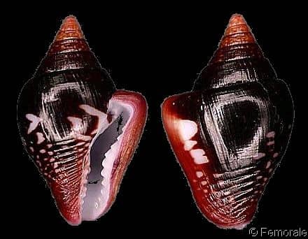 Columbella major - Gastropods by Eddie Hardy