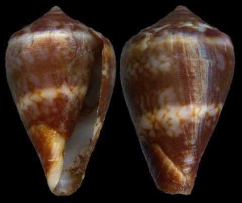 Conus (Lautoconus) lugubris - Gastropods by Eddie Hardy