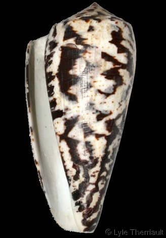 Conus (Pionoconus) magus - Gastropods by Eddie Hardy