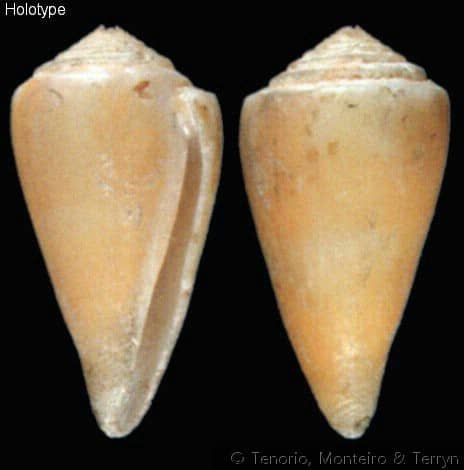 Conus (Splinoconus) martensi - Gastropods by Eddie Hardy