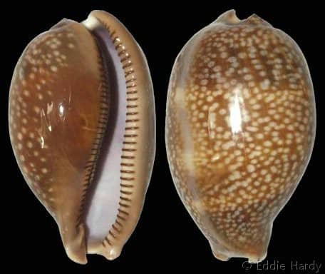 Macrocypraea cervus cervus - Gastropods by Eddie Hardy