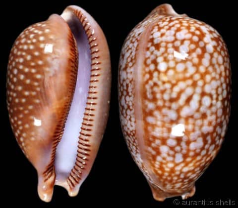 Macrocypraea cervus cervus - Gastropods by Eddie Hardy