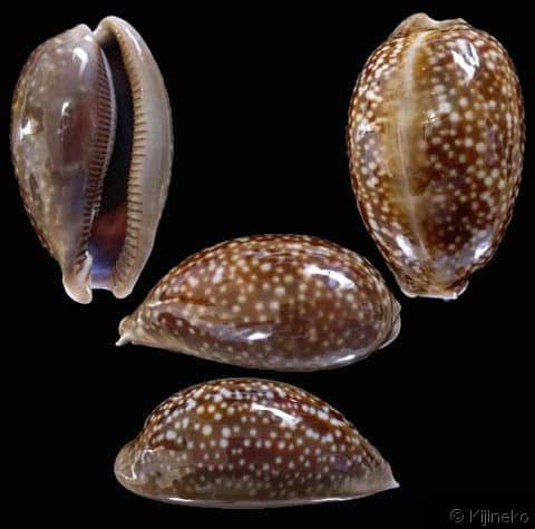 Macrocypraea cervus cervus - Gastropods by Eddie Hardy