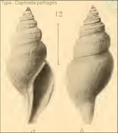 RAPHITOMIDAE - Gastropods by Eddie Hardy