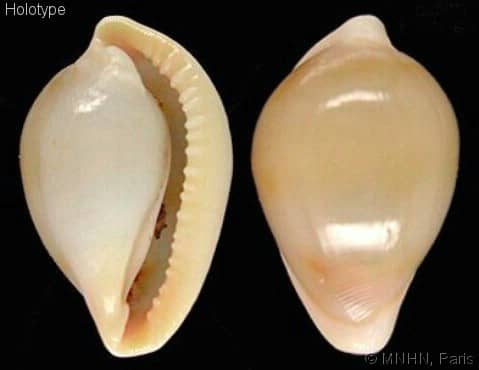 Diminovula sandrae - Gastropods by Eddie Hardy