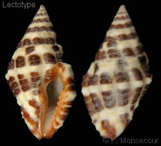 Engina fusiformis - Gastropods by Eddie Hardy