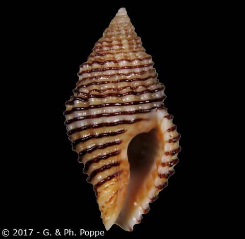 Engina astricta - Gastropods by Eddie Hardy
