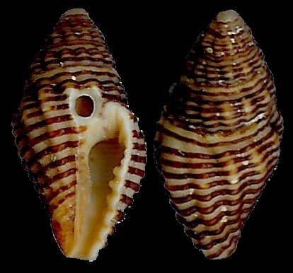 Engina astricta - Gastropods by Eddie Hardy