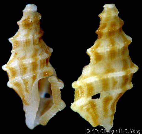 RAPHITOMIDAE - Gastropods by Eddie Hardy