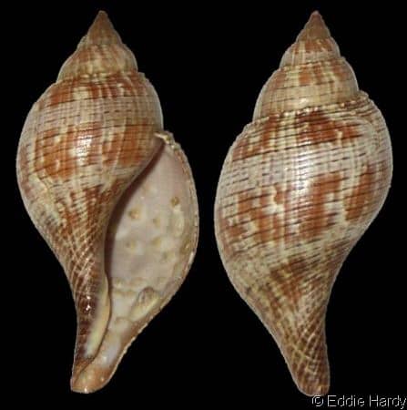 Fasciolaria tulipa - Gastropods by Eddie Hardy