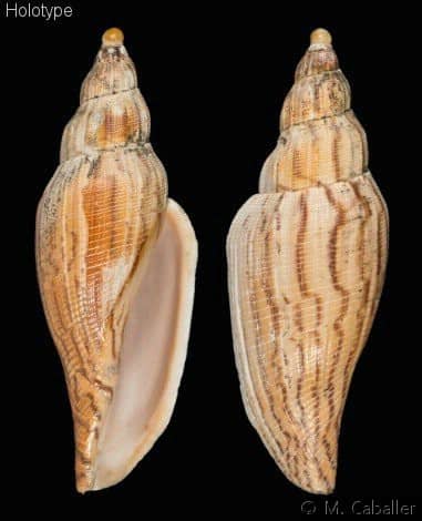 Fulgoraria (Fulgoraria) rupestris thachi - Gastropods by Eddie Hardy