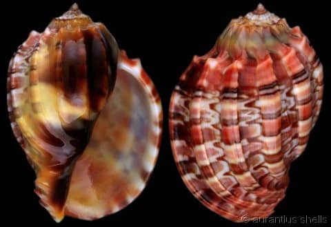 Harpa major conoidalis (var.) - Gastropods by Eddie Hardy