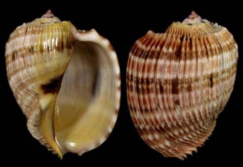 Harpa costata - Gastropods by Eddie Hardy