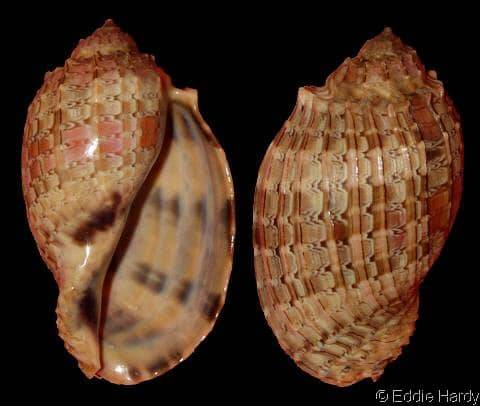Harpa doris - Gastropods by Eddie Hardy