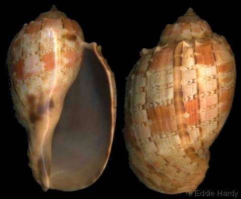 Harpa doris - Gastropods by Eddie Hardy