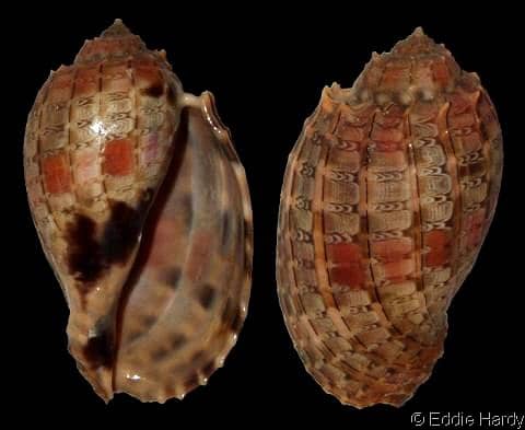Harpa doris - Gastropods by Eddie Hardy