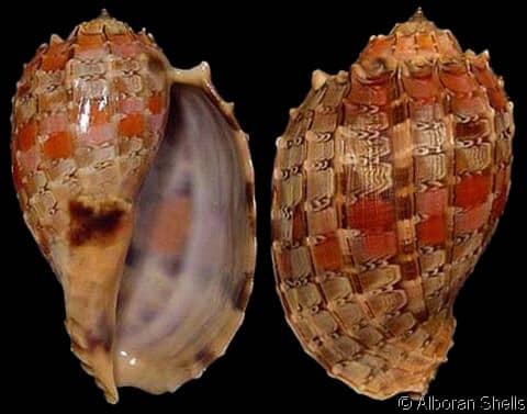 Harpa doris - Gastropods by Eddie Hardy