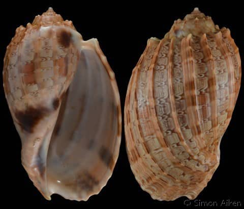 Harpa doris - Gastropods by Eddie Hardy