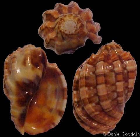 Harpa major conoidalis (var.) - Gastropods by Eddie Hardy