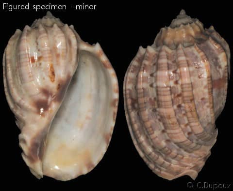 Harpa amouretta - Gastropods by Eddie Hardy