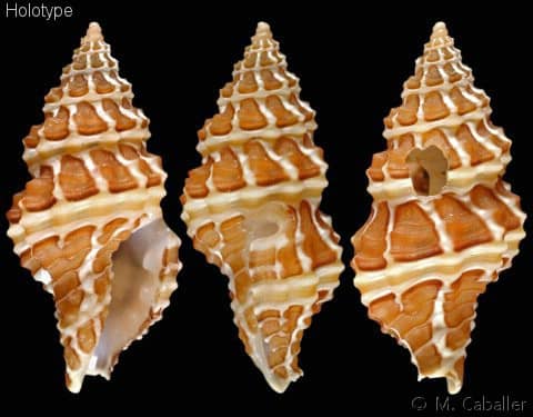 RAPHITOMIDAE - Gastropods by Eddie Hardy
