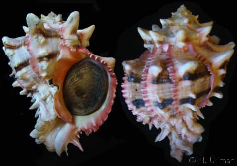 MURICIDAE MURICINAE - Gastropods by Eddie Hardy
