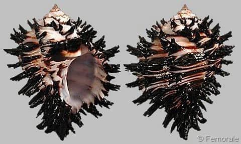 MURICIDAE MURICINAE - Gastropods by Eddie Hardy