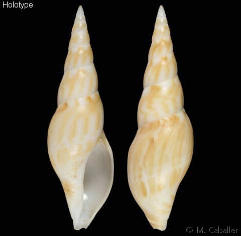 RAPHITOMIDAE - Gastropods by Eddie Hardy