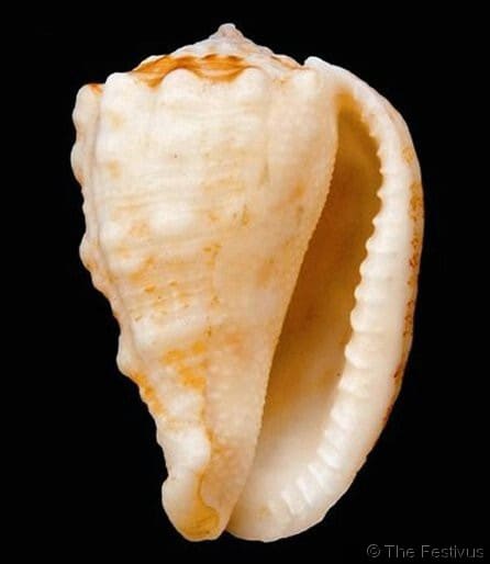Morum berschaueri - Gastropods by Eddie Hardy