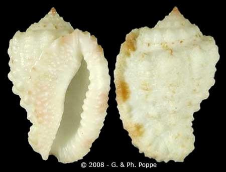 Morum (Oniscidia) exquisitum - Gastropods by Eddie Hardy