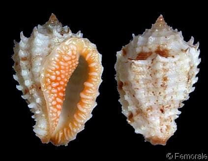 Morum (Oniscidia) kurzi - Gastropods by Eddie Hardy