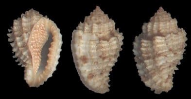 Morum (Oniscidia) kurzi - Gastropods by Eddie Hardy
