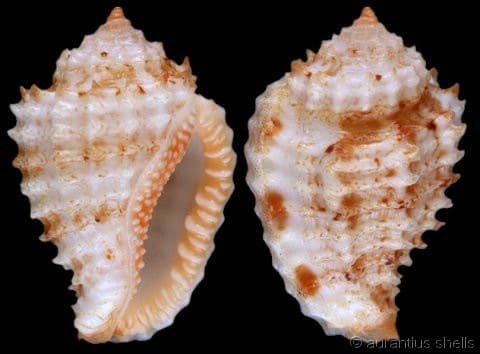 Morum (Oniscidia) kurzi - Gastropods by Eddie Hardy