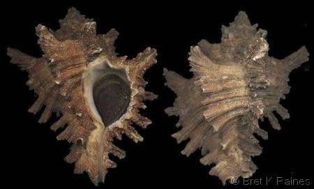 MURICIDAE MURICINAE - Gastropods by Eddie Hardy