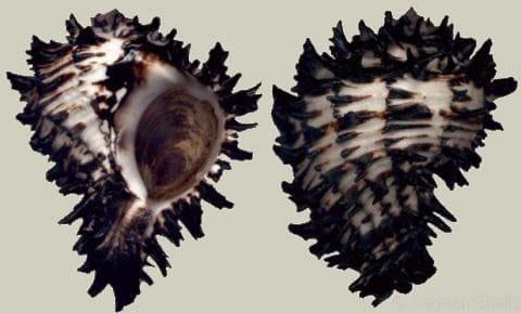 MURICIDAE MURICINAE - Gastropods by Eddie Hardy