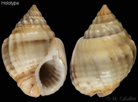 NASSARIIDAE NASSARIINAE - Gastropods by Eddie Hardy