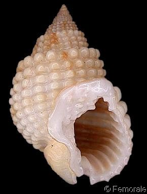 NASSARIIDAE NASSARIINAE - Gastropods by Eddie Hardy