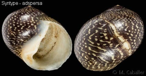 NERITIDAE NERITININAE - Gastropods by Eddie Hardy