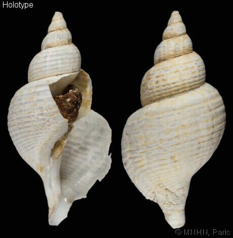 RAPHITOMIDAE - Gastropods by Eddie Hardy